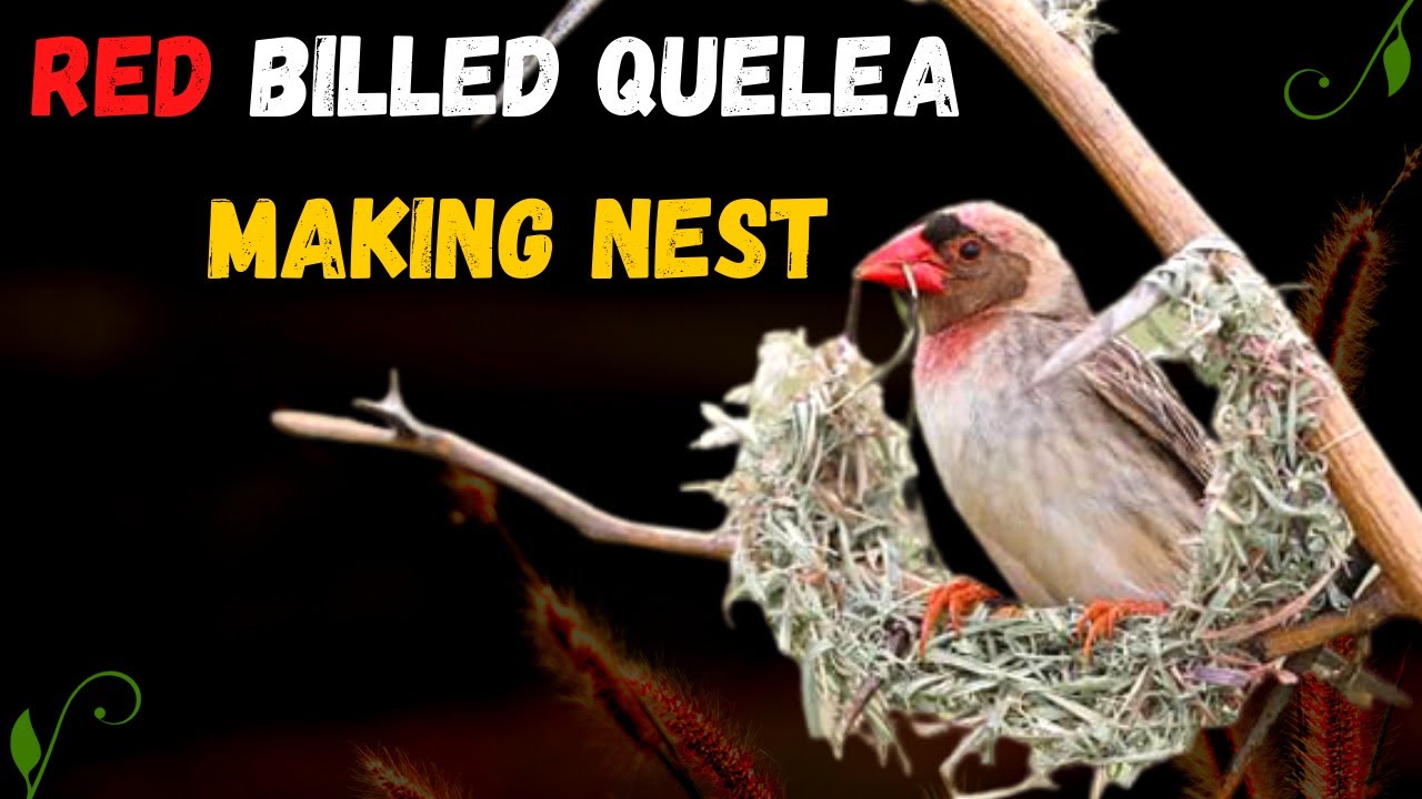 Red Billed Quelea Making Nest || Red-headed Quelea nest building - YouTube