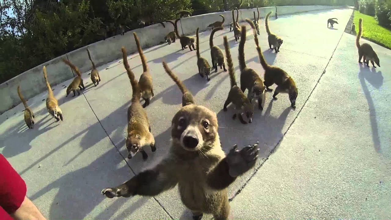 Attack of the Coatis - YouTube