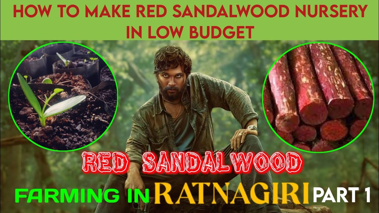 Red sandalwood farming |#nursery #agriculture #farming #ratnagiri ...