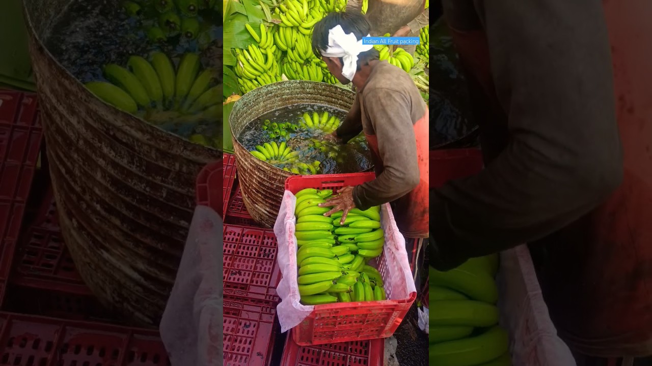 12_12_2023_Export_Quality_Bananas_Packing |Premium_Quality_Bananas ...