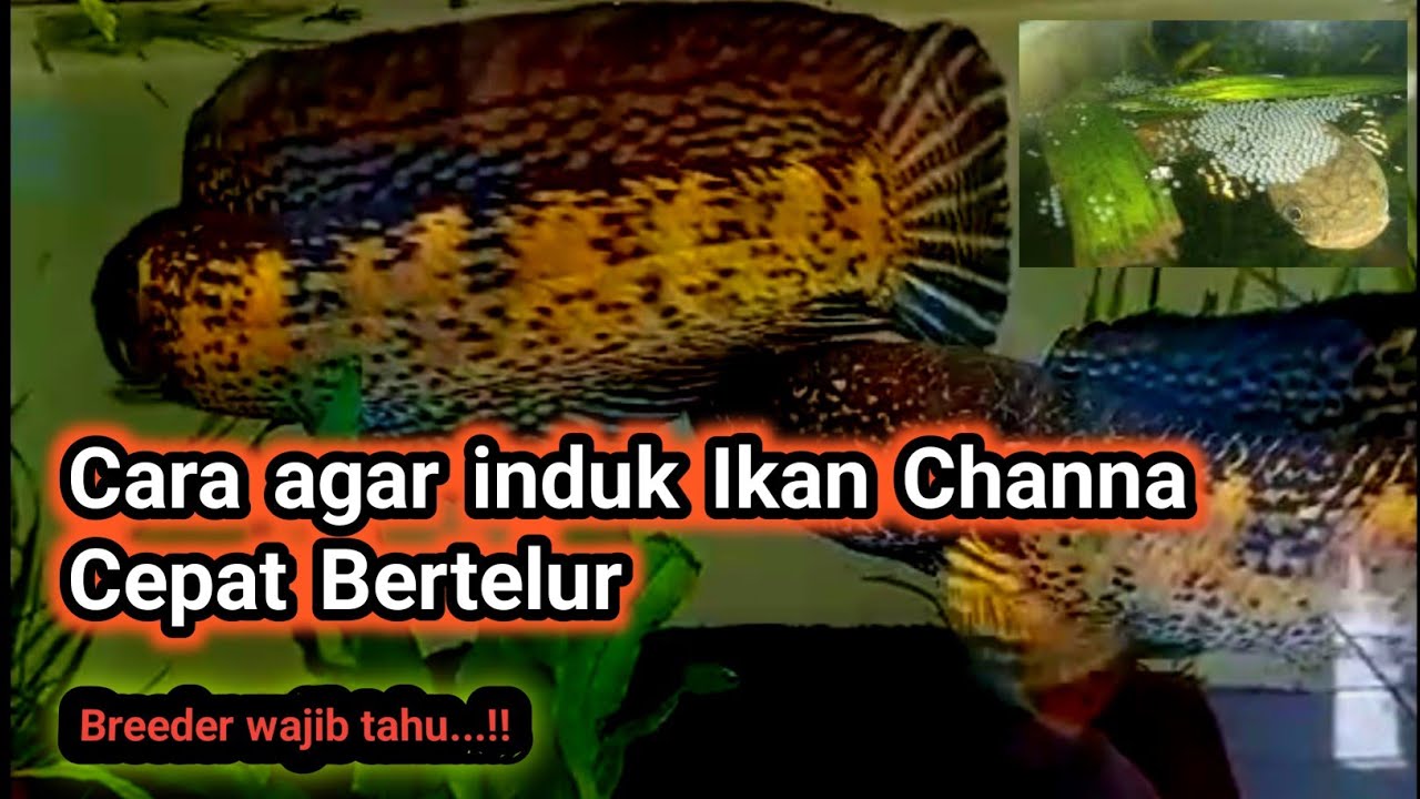 Cara agar Induk Ikan Channa cepat Bertelur kembali - YouTube