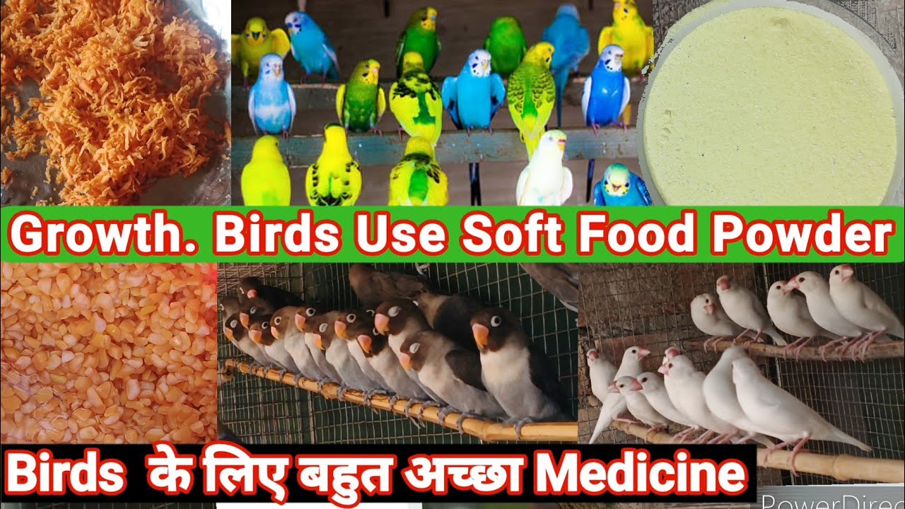 Growth. Birds Soft Food Powder // Best CALCIUM + Vitamins For Birds ...