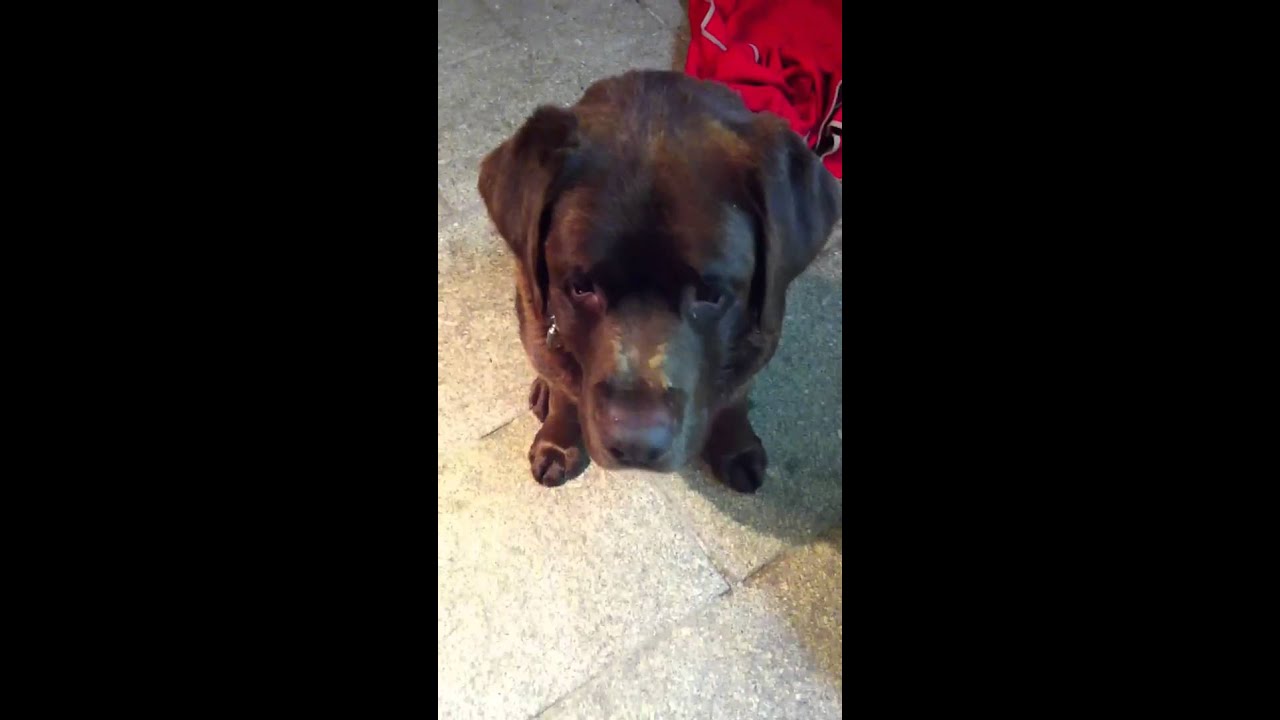 Cute funny dog chocolate labrador - YouTube