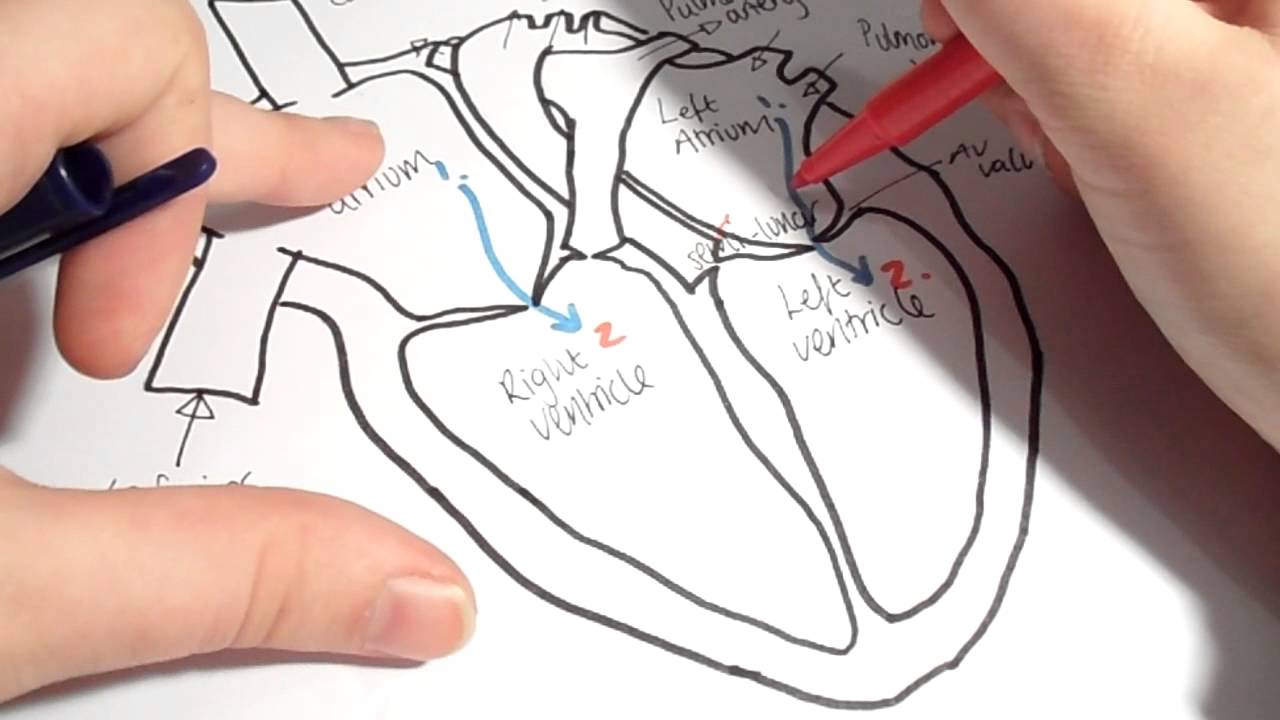 AQA AS Biology - Cardiac Cycle - YouTube