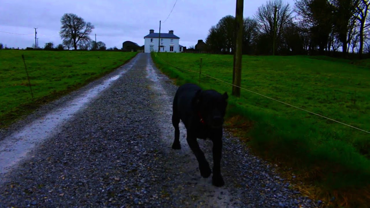 Excited Black Labrador! - YouTube