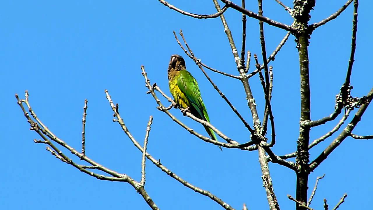 Aratinga pertinax (perico carisucio) - Video #1 - YouTube