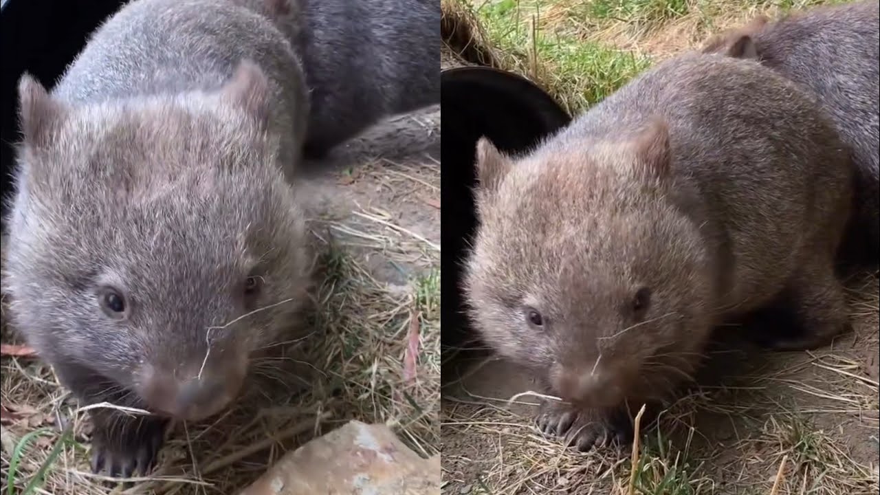 Cutest Wild Animal That You Need To Know | Funny Wombat Videos - YouTube