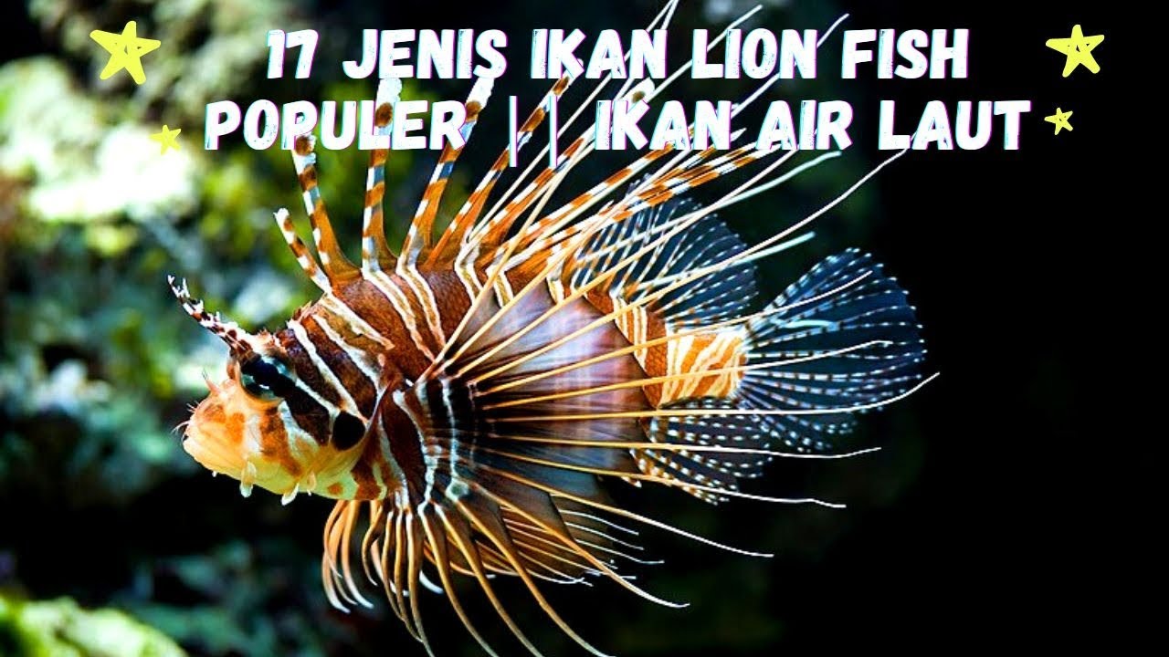 17 Jenis Ikan Lion fish Populer || Ikan Air Laut - YouTube