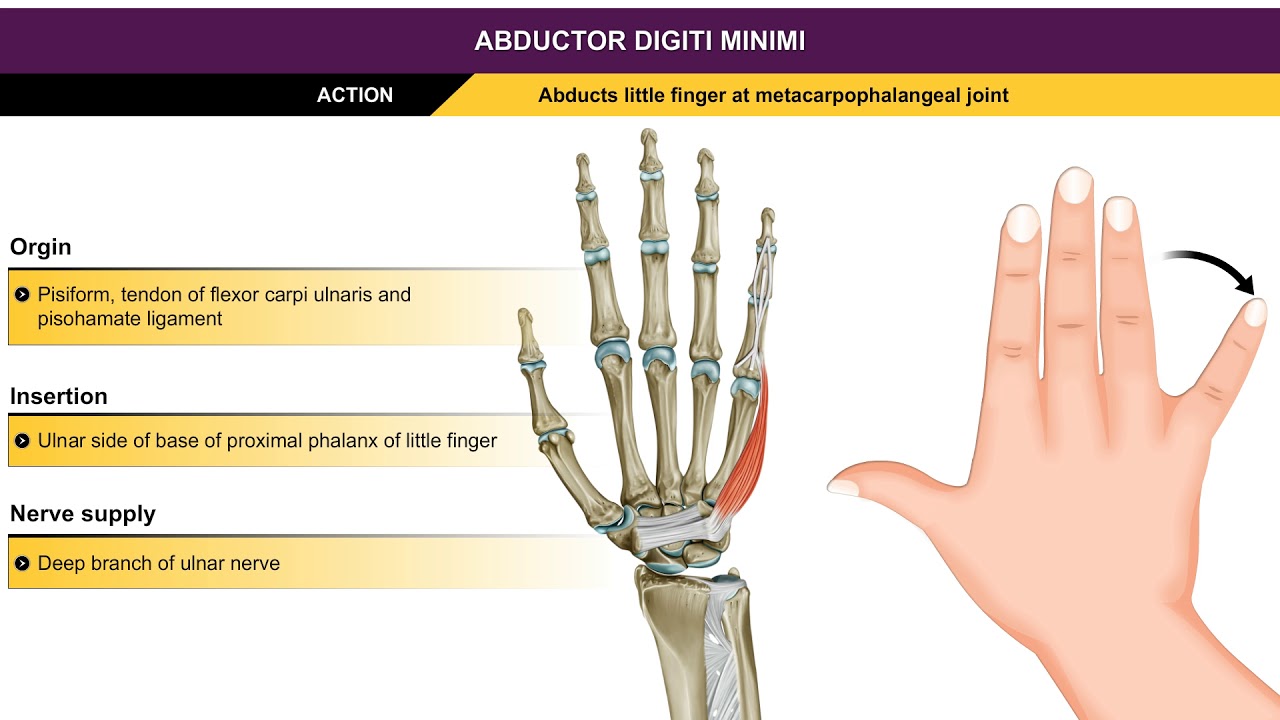Abductor Digiti Minimi Hypothenar Muscles Animation Without abductor-digiti-minimi-hypothenar-muscles-animation-without
