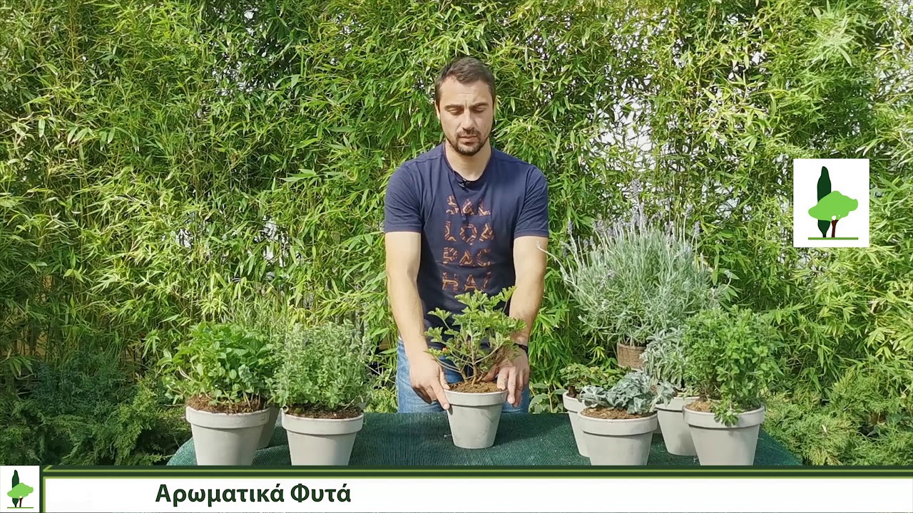 Αρωματικά Φυτά - YouTube