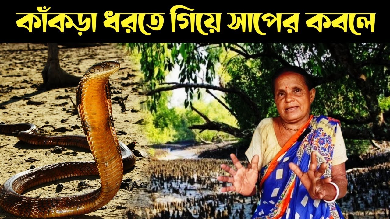 জঙ্গলে বিষাক্ত সাপের মুখোমুখি || Poisonous Snakes In Sundarban - YouTube