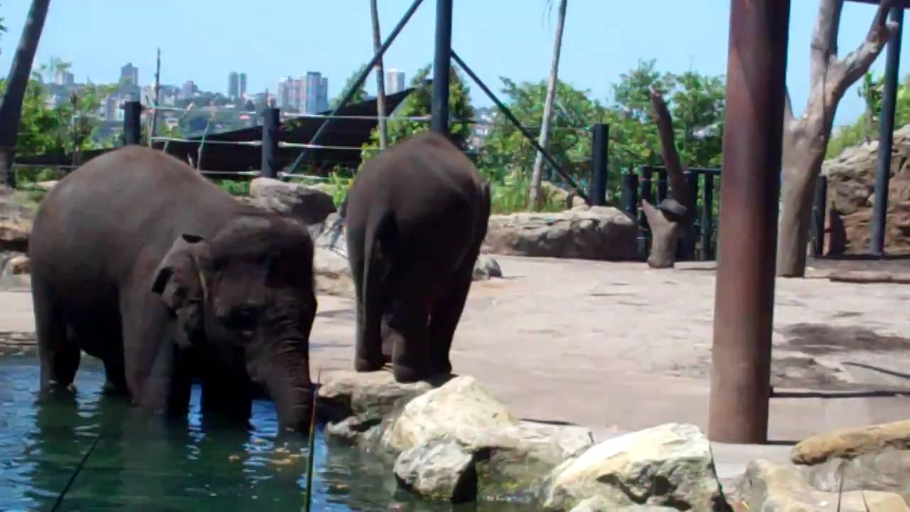 Elephant Pooping In Water - YouTube