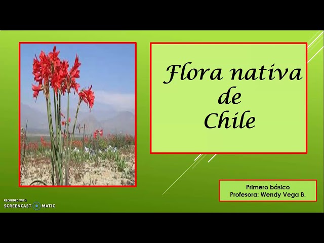 Plantas Nativas Del Sur De Chile Image To U