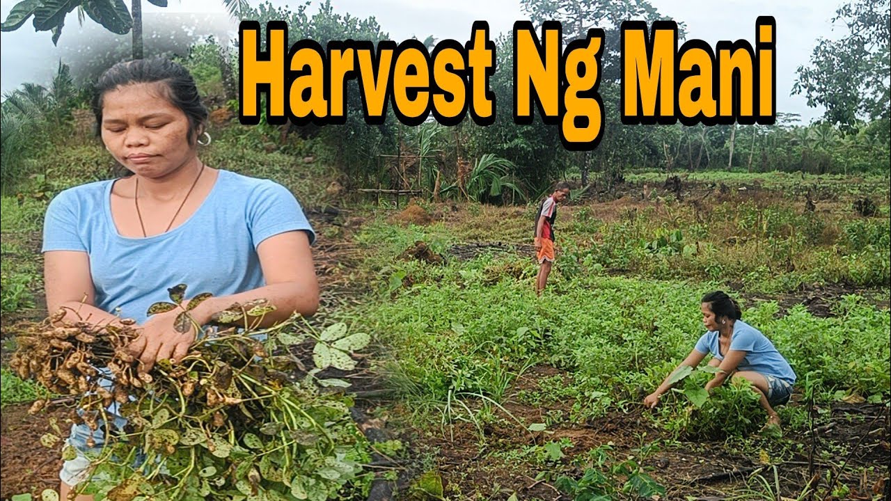 Harvest Ng Mani @RaffyTulfoInAction - YouTube