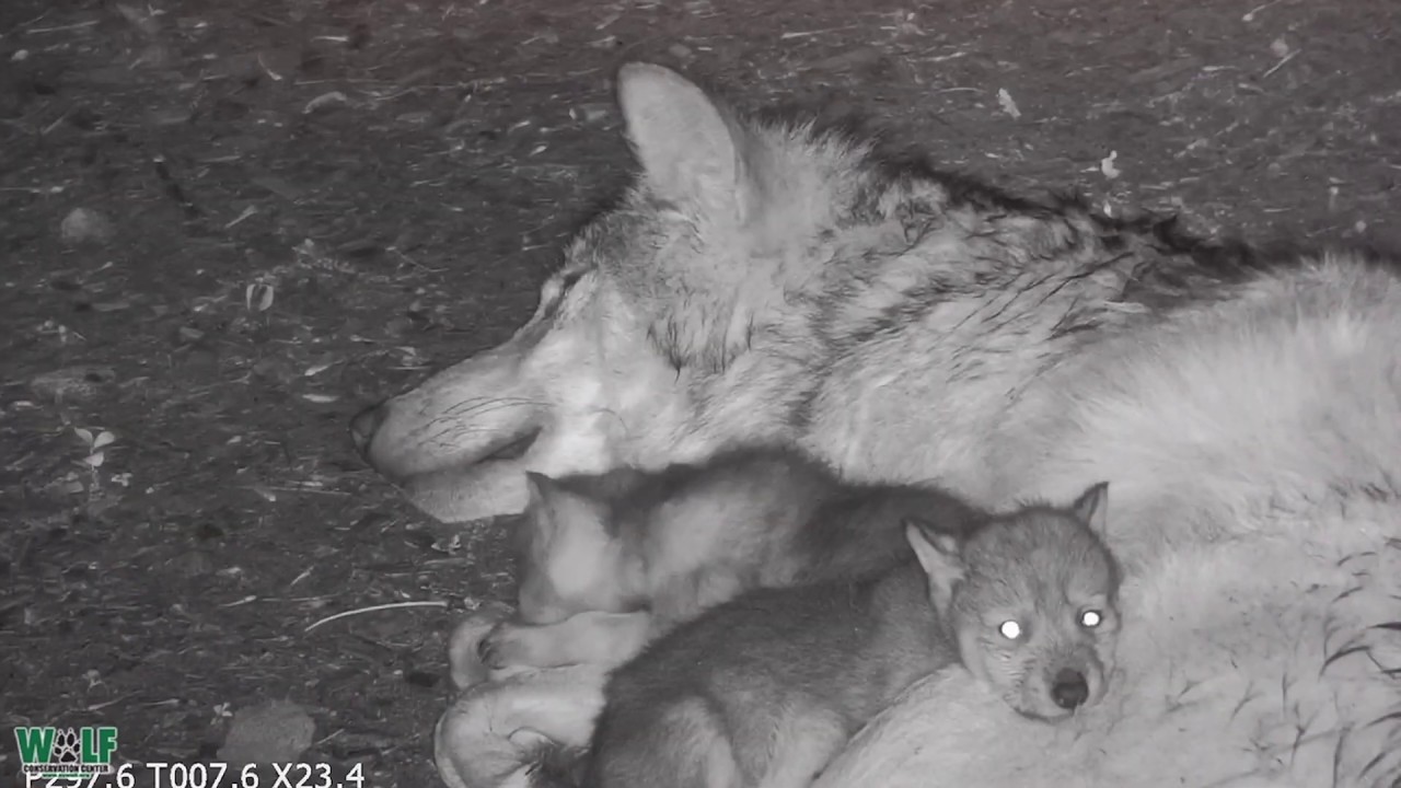 Wolf Pups Cuddle and Nibble Big Sister - YouTube