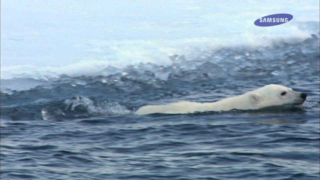 Samsung Animal HD (DEMO) - YouTube