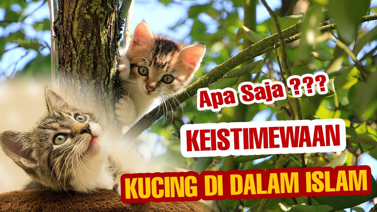 Keistimewaan Kucing Dalam Islam #fyp #faktaislam #kucing #kucinglucu ...