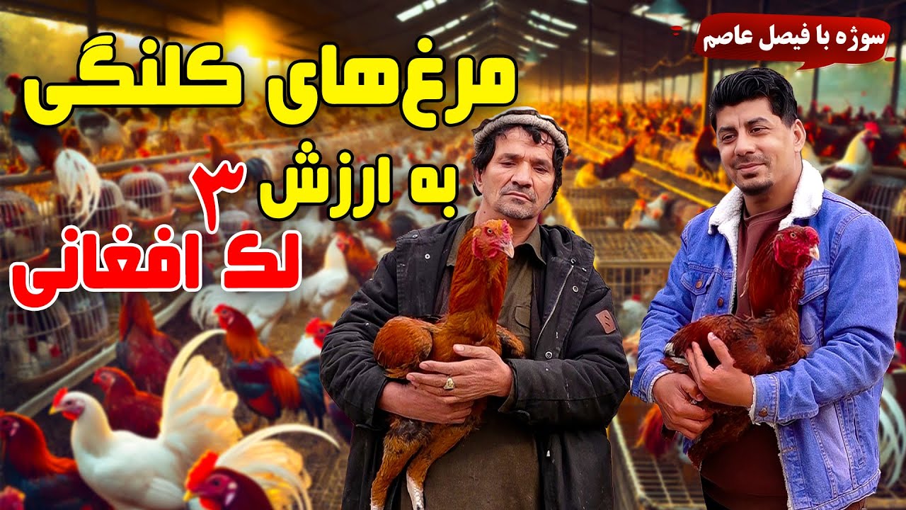 Sozha: Kolangi fowl at AFN 300,000 🐓 / سوژه: مرغ های کلنگی به قیمت سه ...
