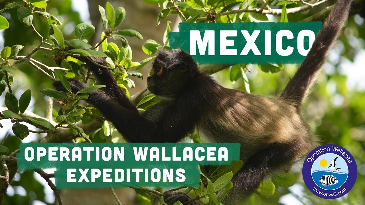 Operation Wallacea - Mexico Expeditions - YouTube