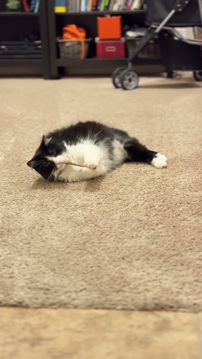 Trying catnip stick #cat - YouTube