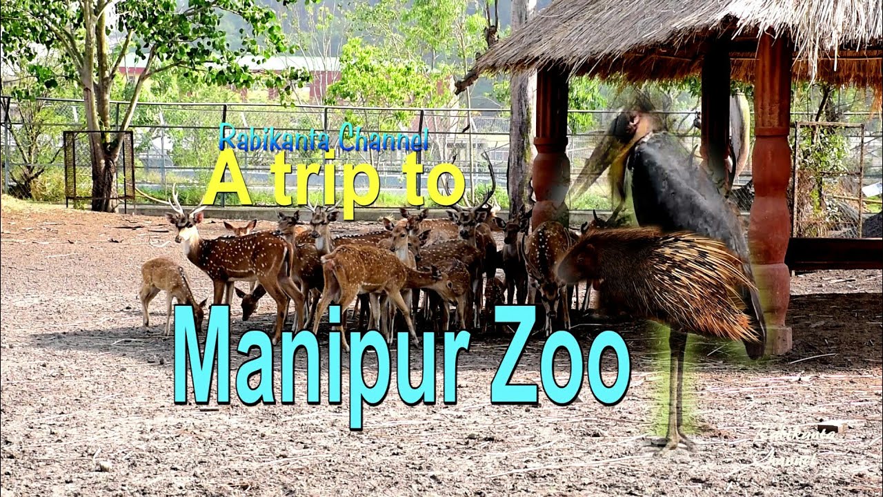 MANIPUR ZOO / 09-05-2019🐇🐂🐒🐜🐬🐲 - YouTube