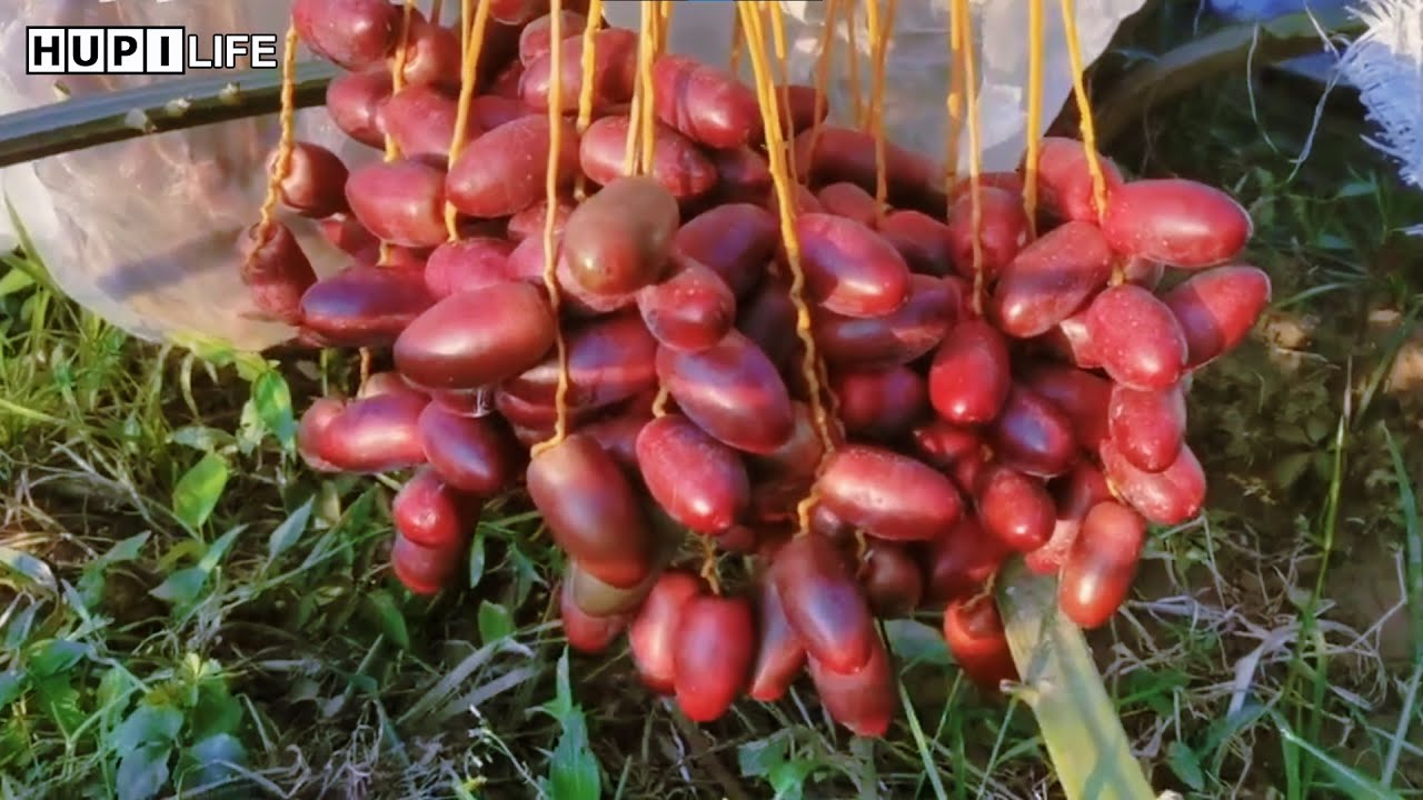 Complete Guide to Growing Date Palms: Planting, Care, and Harvesting ...