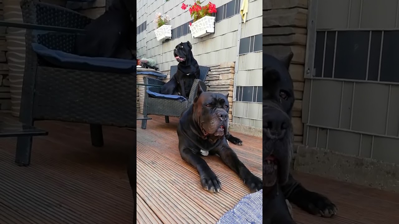 Cane Corso Guardian of Una River - YouTube