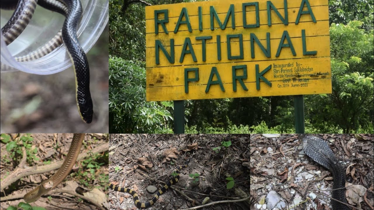 Released Assam's Four Highly Venomous Snake... - YouTube