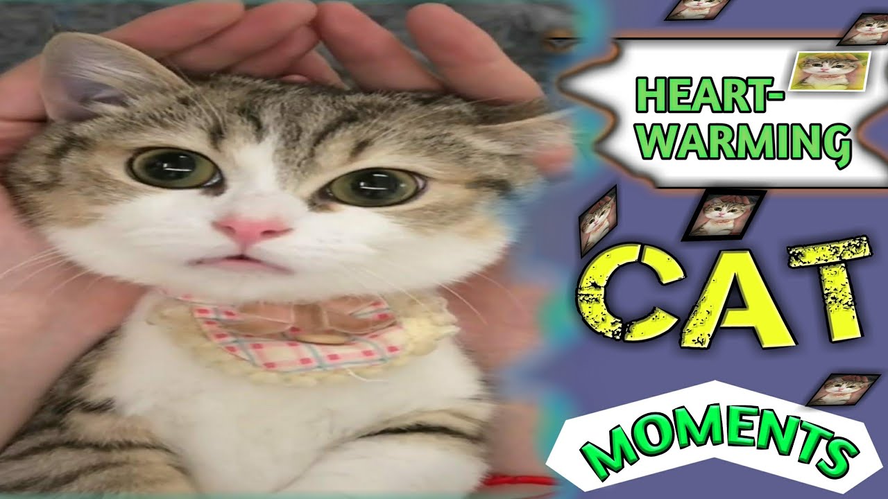 Heartwarming Cat Moments / iemerpakna / cat drinking milk slow motion ...