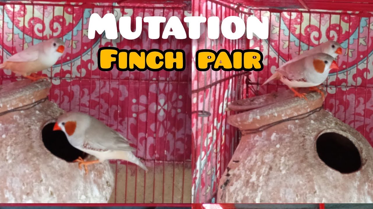 So beautiful mutation Finch pair | 500k+views - YouTube