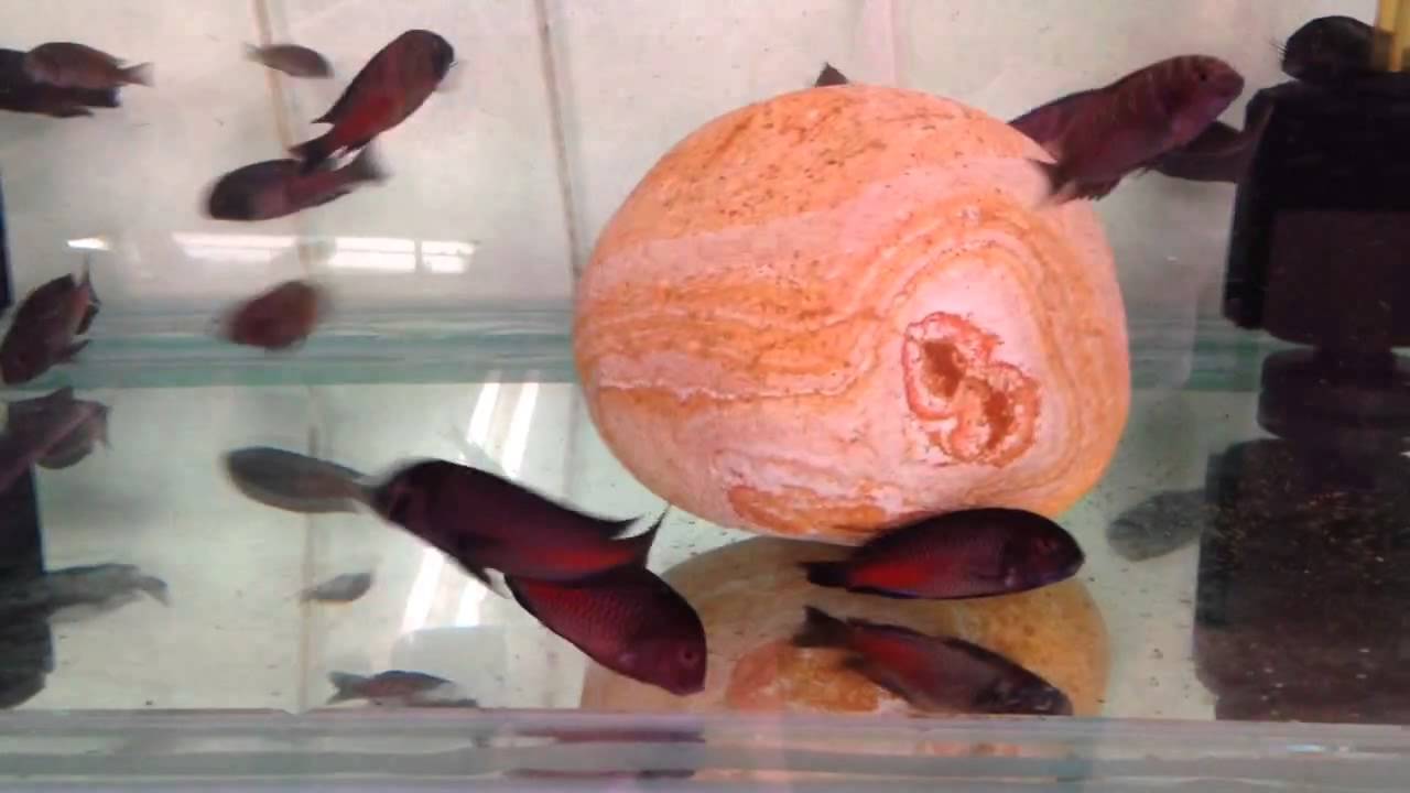 Tropheus moori chipimbi colony - YouTube