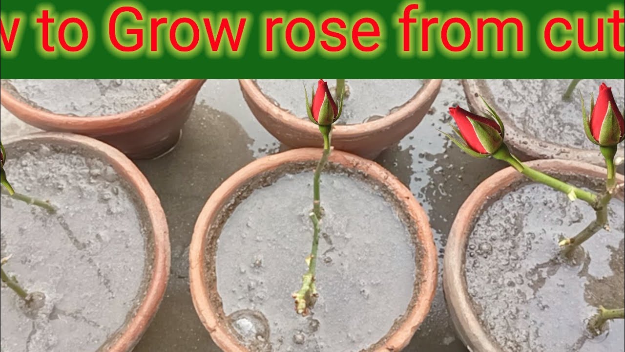 How to Grow rose 🌹 from cutting.New experiment .Grow rose cutting with ...