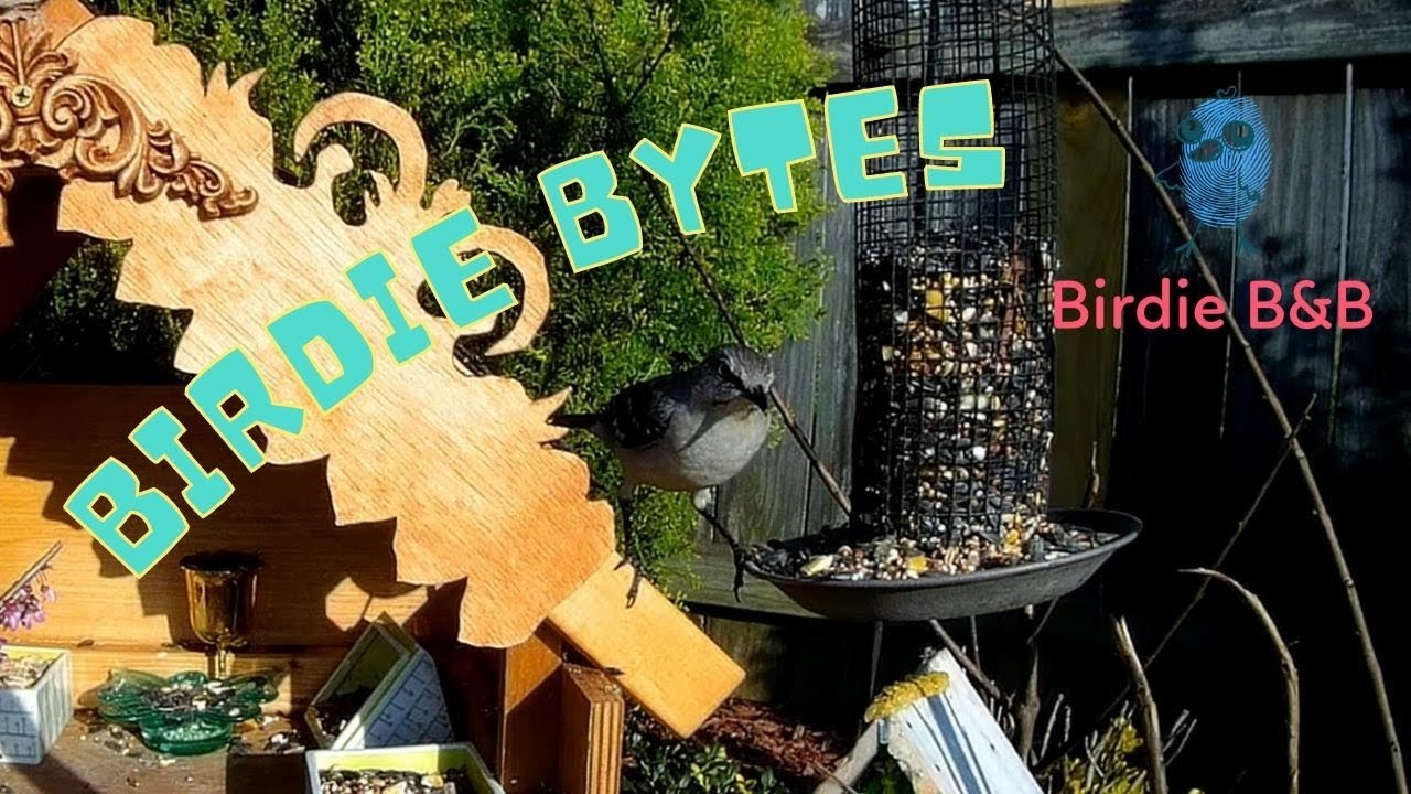 Birdie Bytes -- Daytime Fun - YouTube