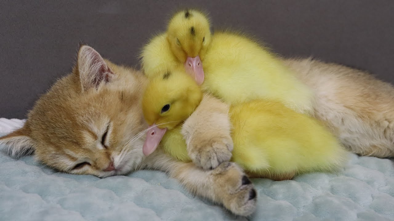 The kitten hugs the duckling to sleep. Fear of duckling missing - YouTube