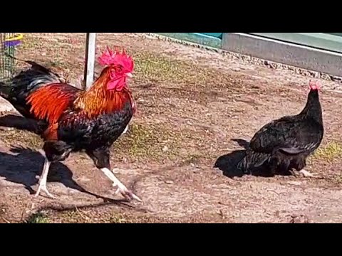 All hens love an orange rooster.