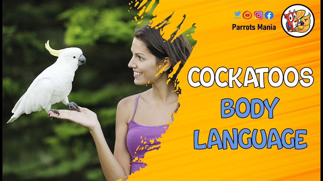 Cockatoo Body Language: Understand What Your Bird Feels - YouTube