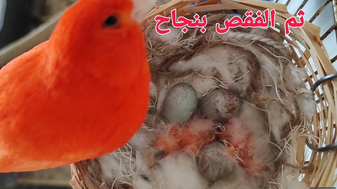 مشاءلله ثم فقص بيض الكناري بنجاح لموسم 20240312 Youtube