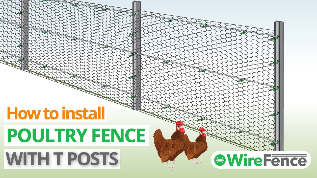 Poultry Fencing Installation with T posts and Chicken Wire | WireFence ...
