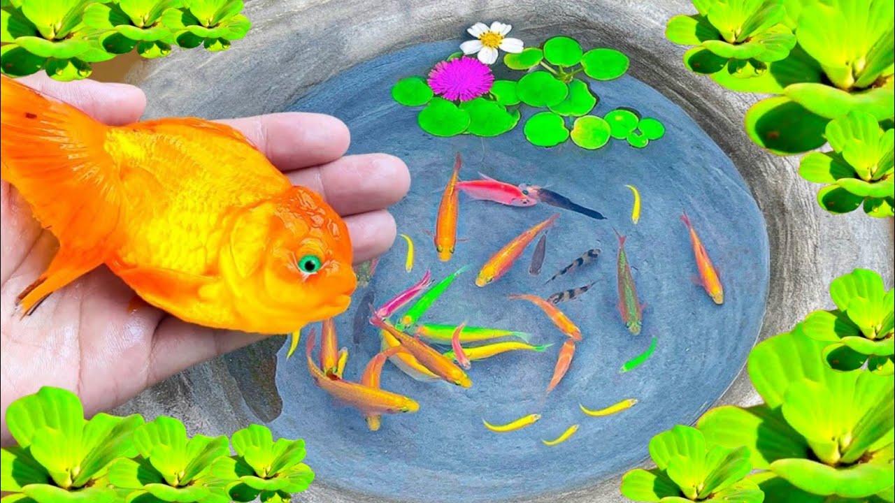 Beautiful Super Fish Comet, Catfish, Lobster, Glowfish, Gold fish ...