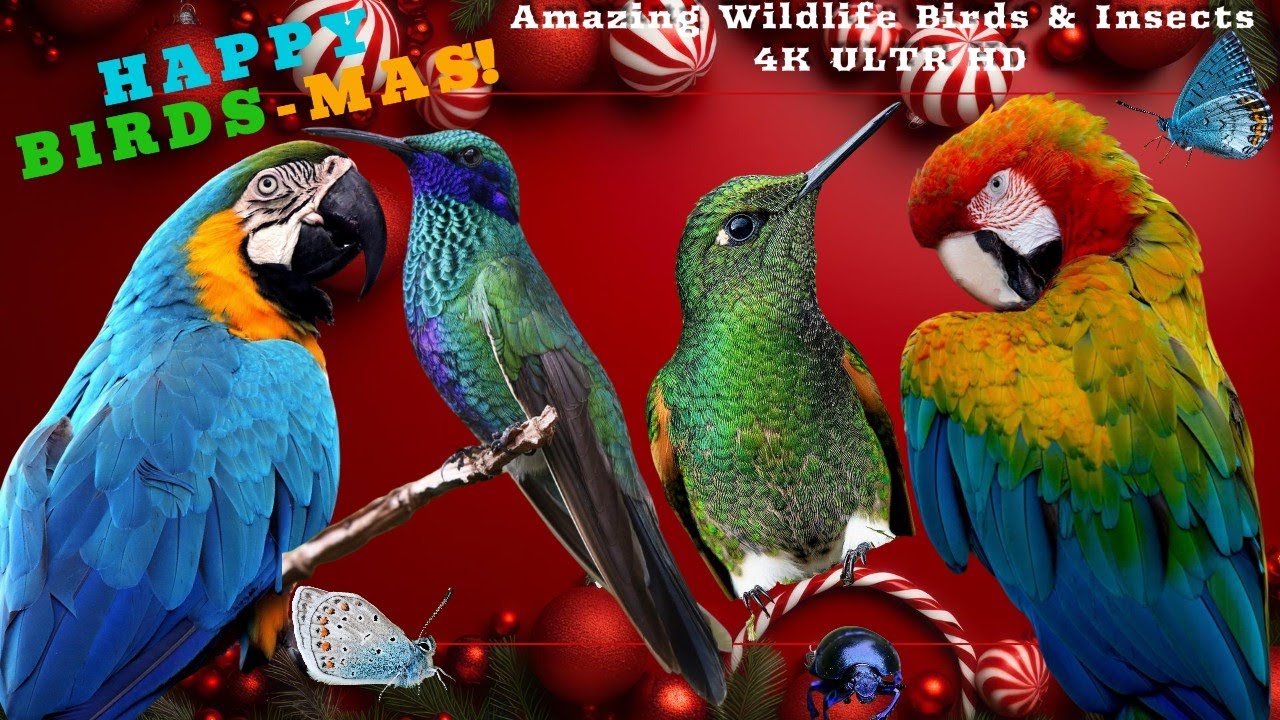AMAZING WILD BIRDS & INSECTS: MAJESTIC JUNGLE LIFE & STUNNING BIRDS ...