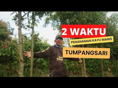 Dua pilihan waktu penanaman kayu manis tumpangsari - YouTube