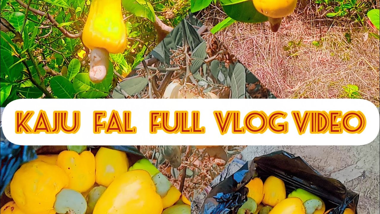 Kaju fal Kahne full vlog video - YouTube