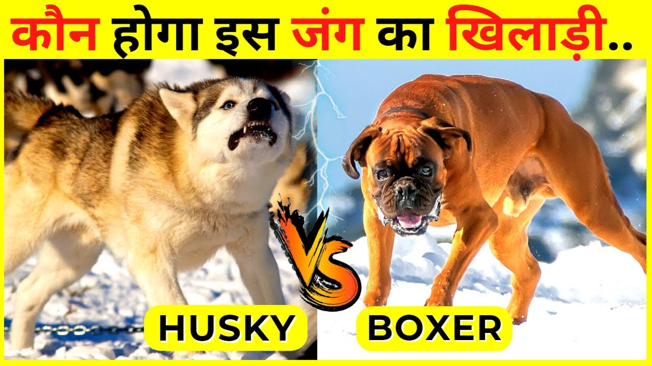 Boxer Vs Siberian Husky Fight in Hindi | Which One is Best For You ...