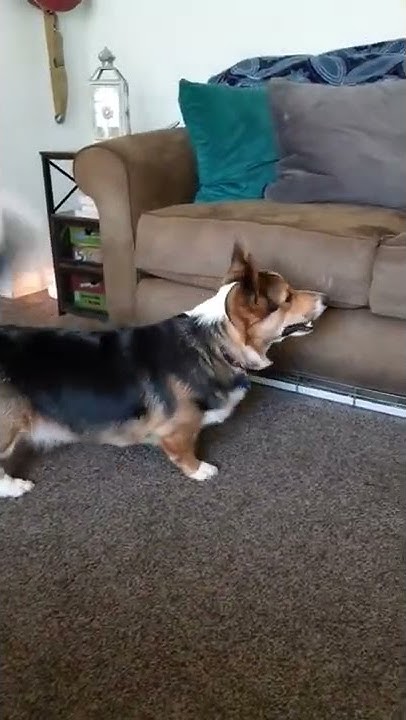 Corgi meets Furby! Growls at Furby! - YouTube