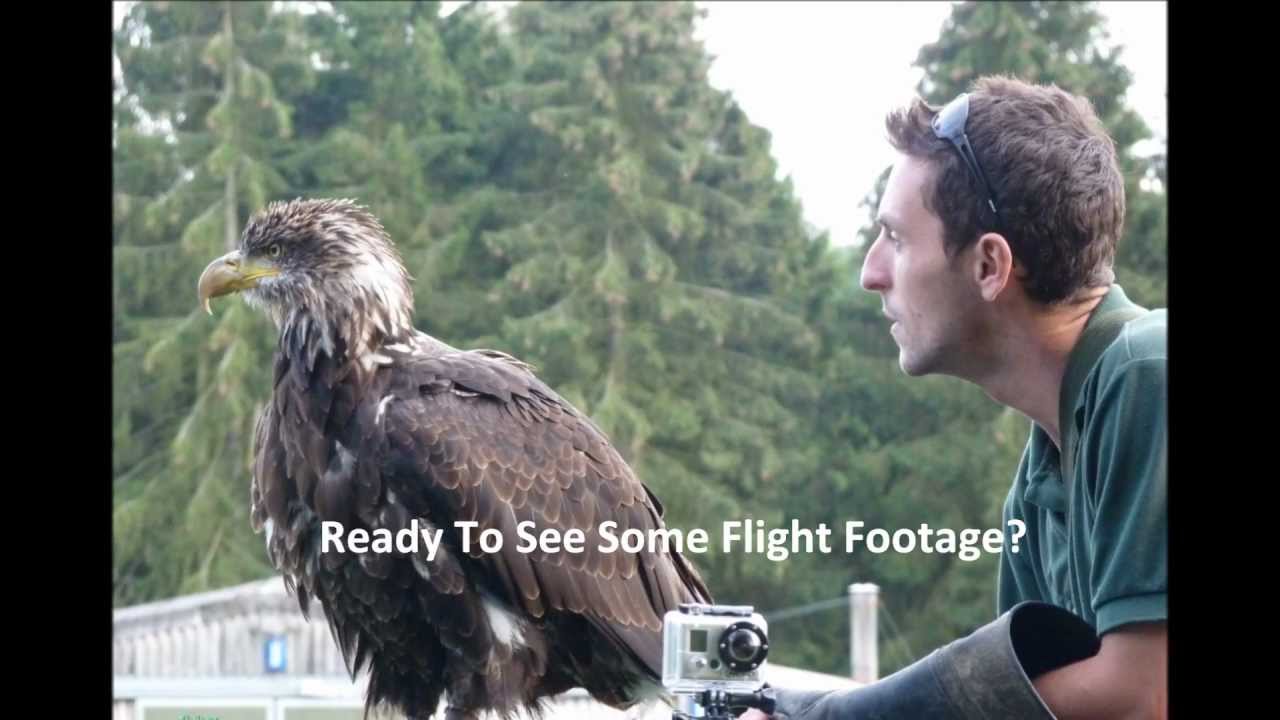 eagle following car - YouTube