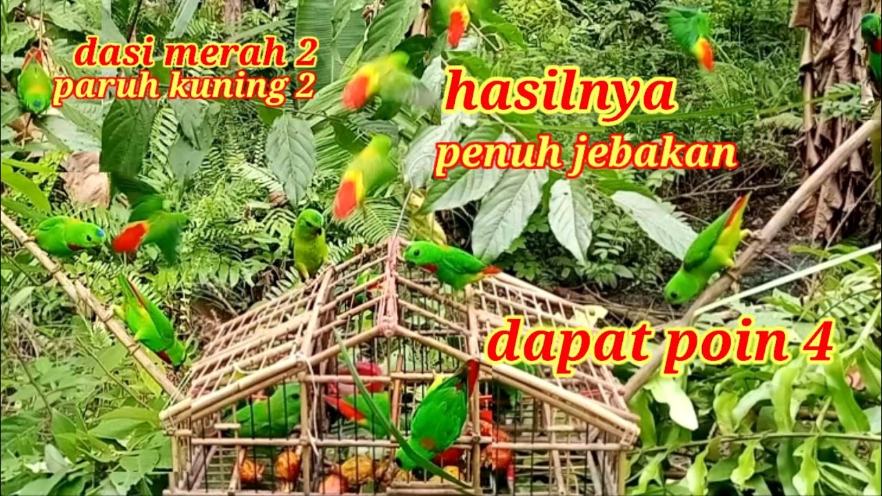 4 POIN SERINDIT MERAH 2 PARUH KUNING 2 SAAT MENJEBAK SERINDIT 130 CM ...
