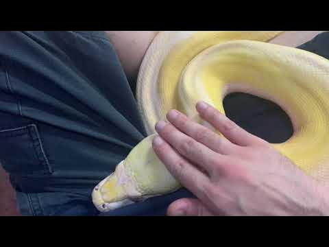 16ft Reticulated Python is such a lapsnake (2024 Summer) - YouTube