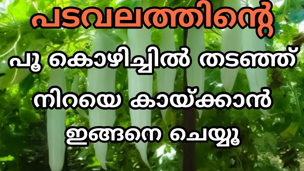 തോട്ടം നിറയെ പടവലങ്ങ ഉണ്ടാകാൻ | Padavalam krishi reethi malayalam ...