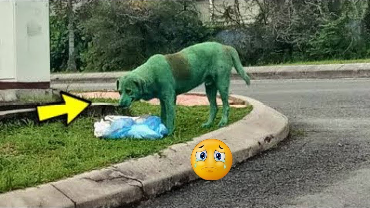 HOMELESS and heartbroken dog was found crying after vandals painted it ...
