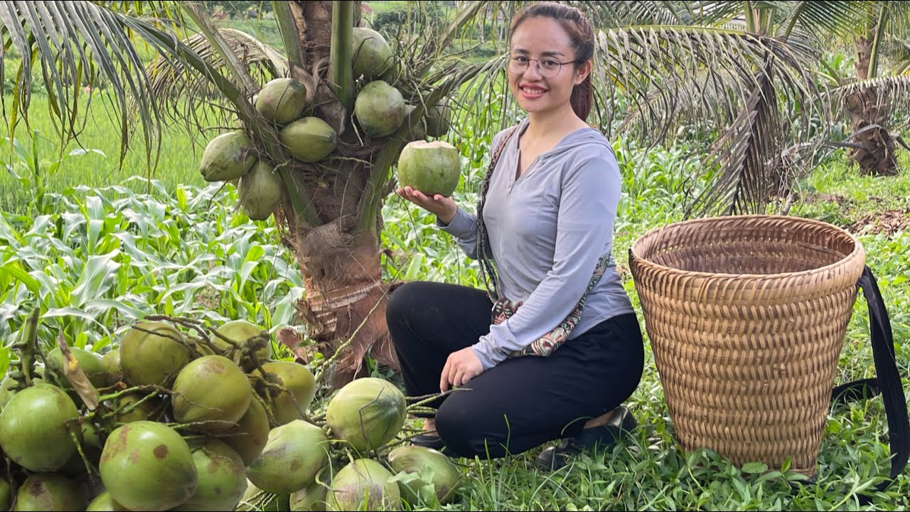 Harvesting Siamese coconut gardens to sell at the market, making better ...
